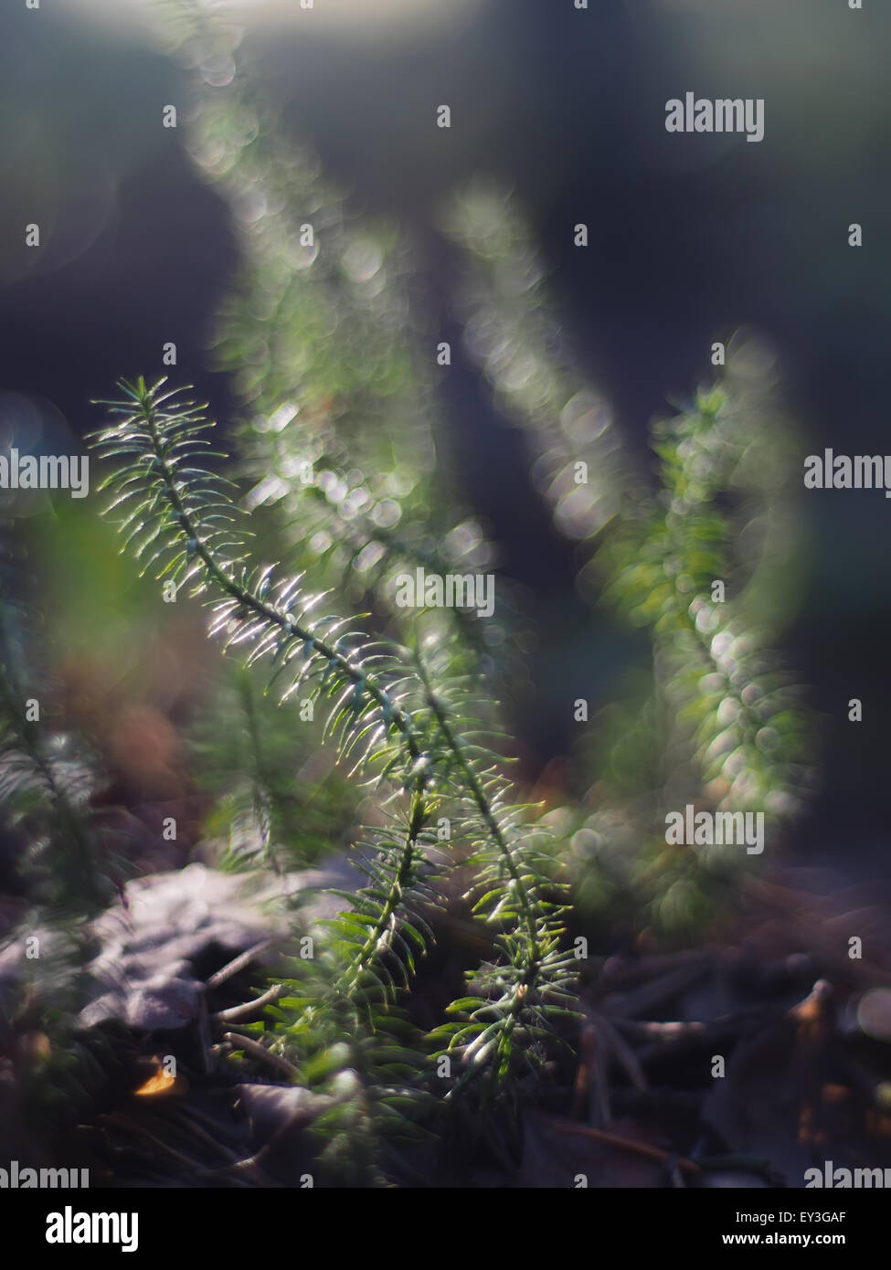 Lycopod hi-res stock photography and images - Alamy