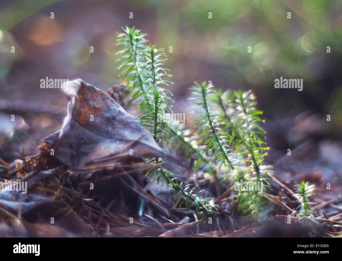 Lycopod hi-res stock photography and images - Alamy