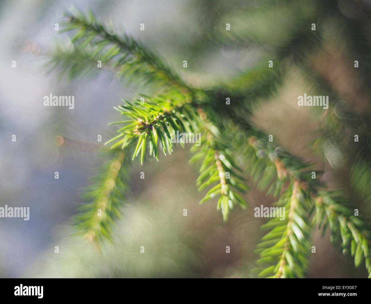 fur-tree branch in the forest Stock Photo - Alamy