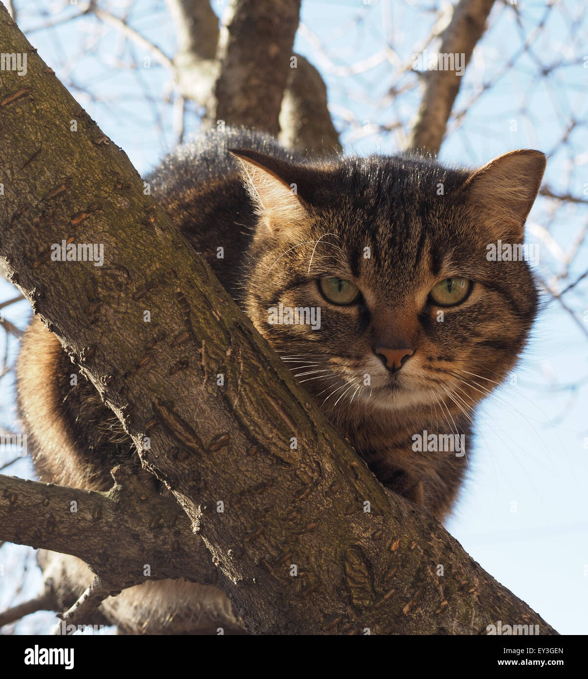 cat in a tree Stock Photo - Alamy