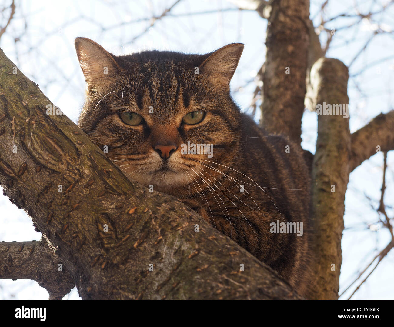 cat in a tree Stock Photo - Alamy