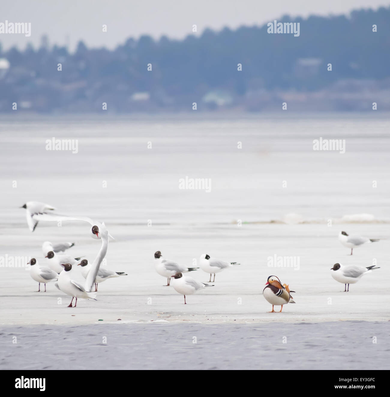 Chilled birds hi-res stock photography and images - Alamy