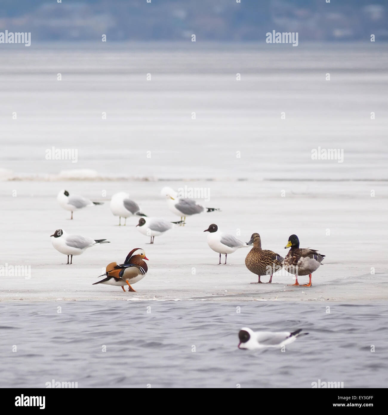 Chilled birds hi-res stock photography and images - Alamy