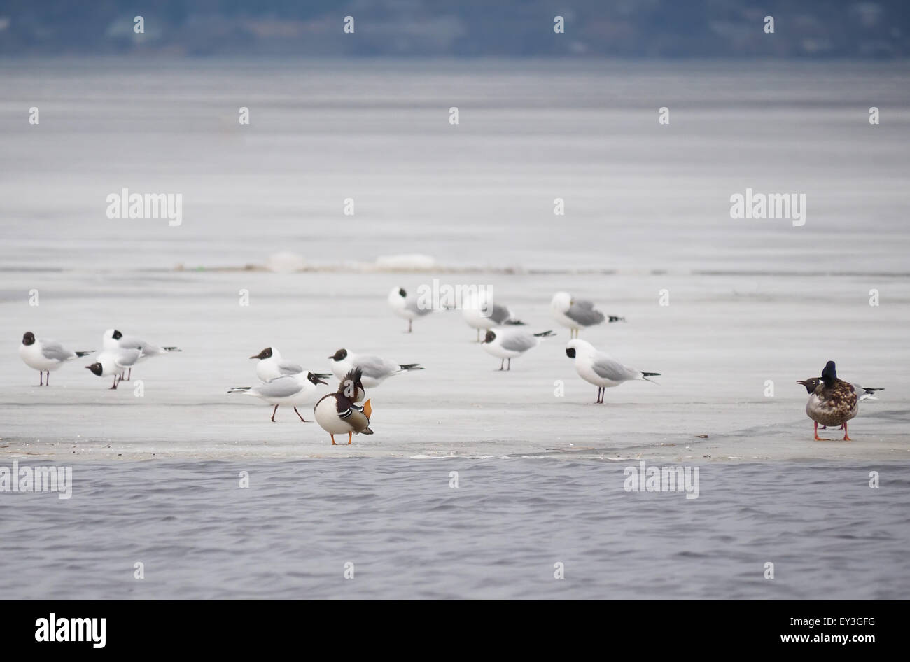 Chilled birds hi-res stock photography and images - Alamy