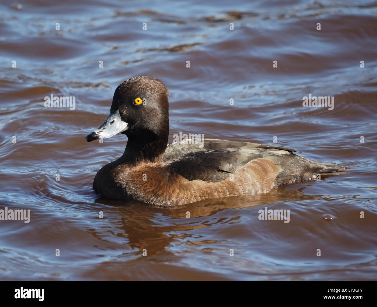 Tufted duck on river hi-res stock photography and images - Alamy