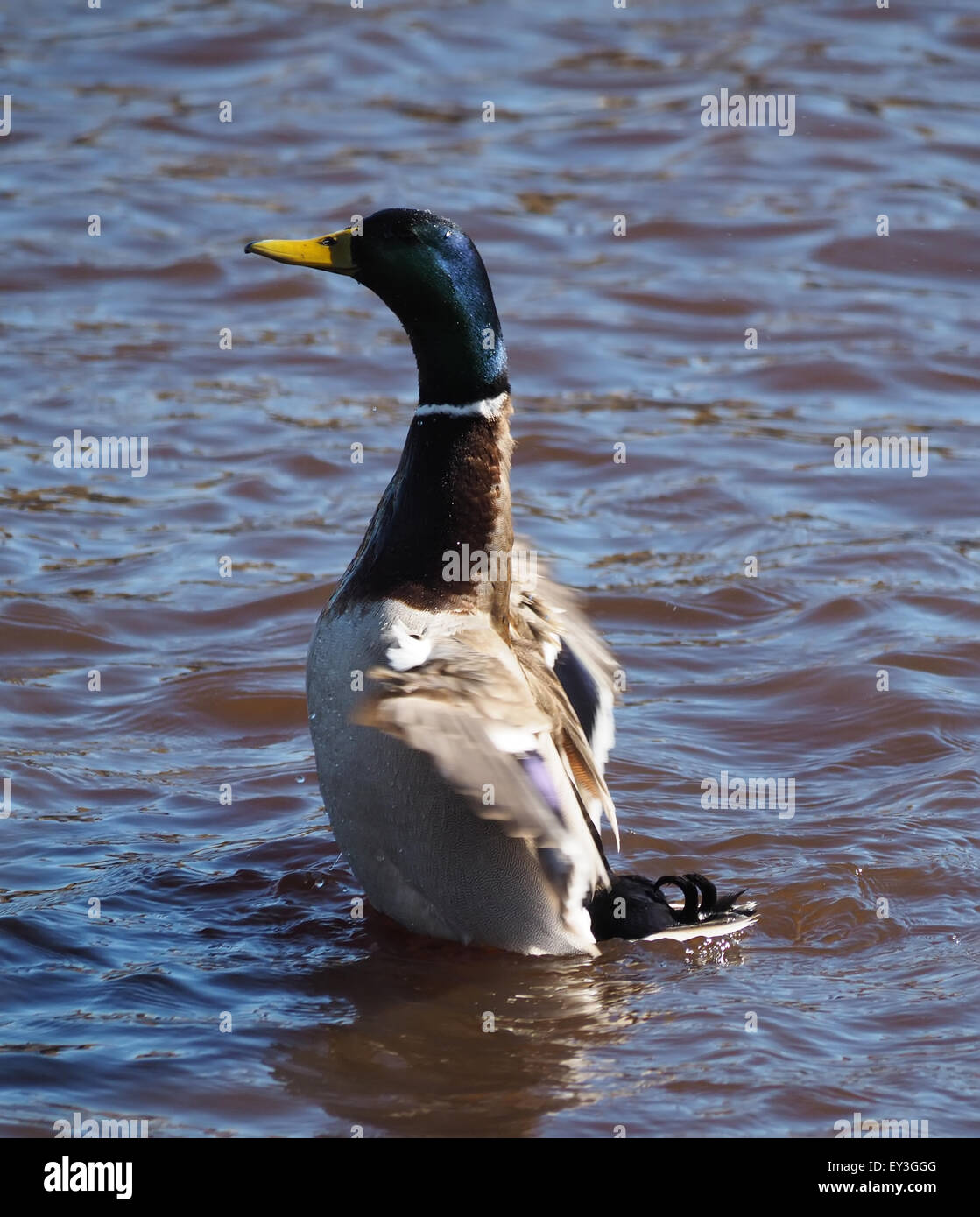 duck on the lake Stock Photo - Alamy