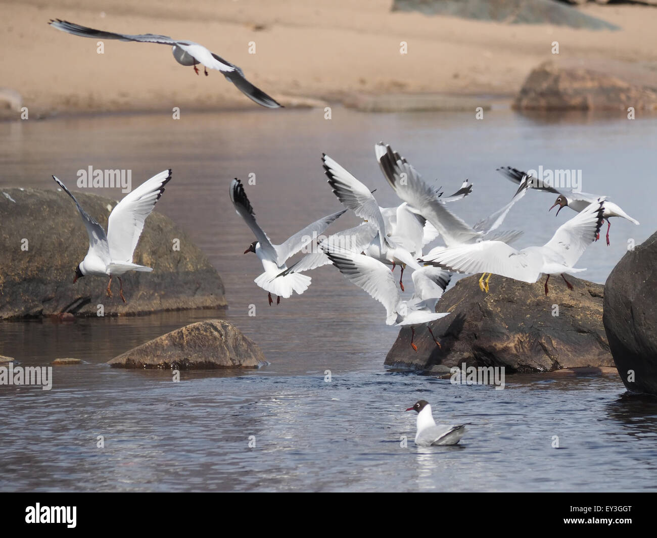 Gull on the lake Stock Photo - Alamy