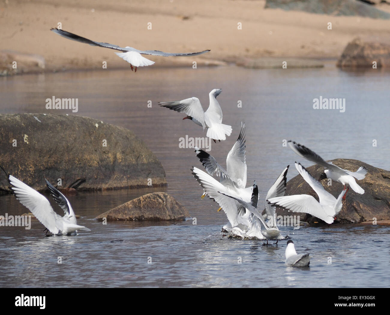 Gull on the lake Stock Photo - Alamy