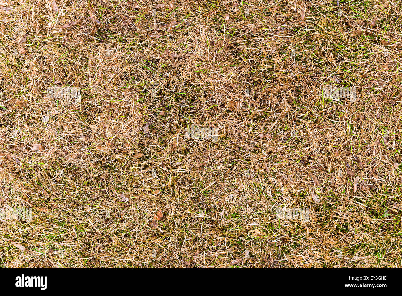 the brown dry grass background Stock Photo - Alamy