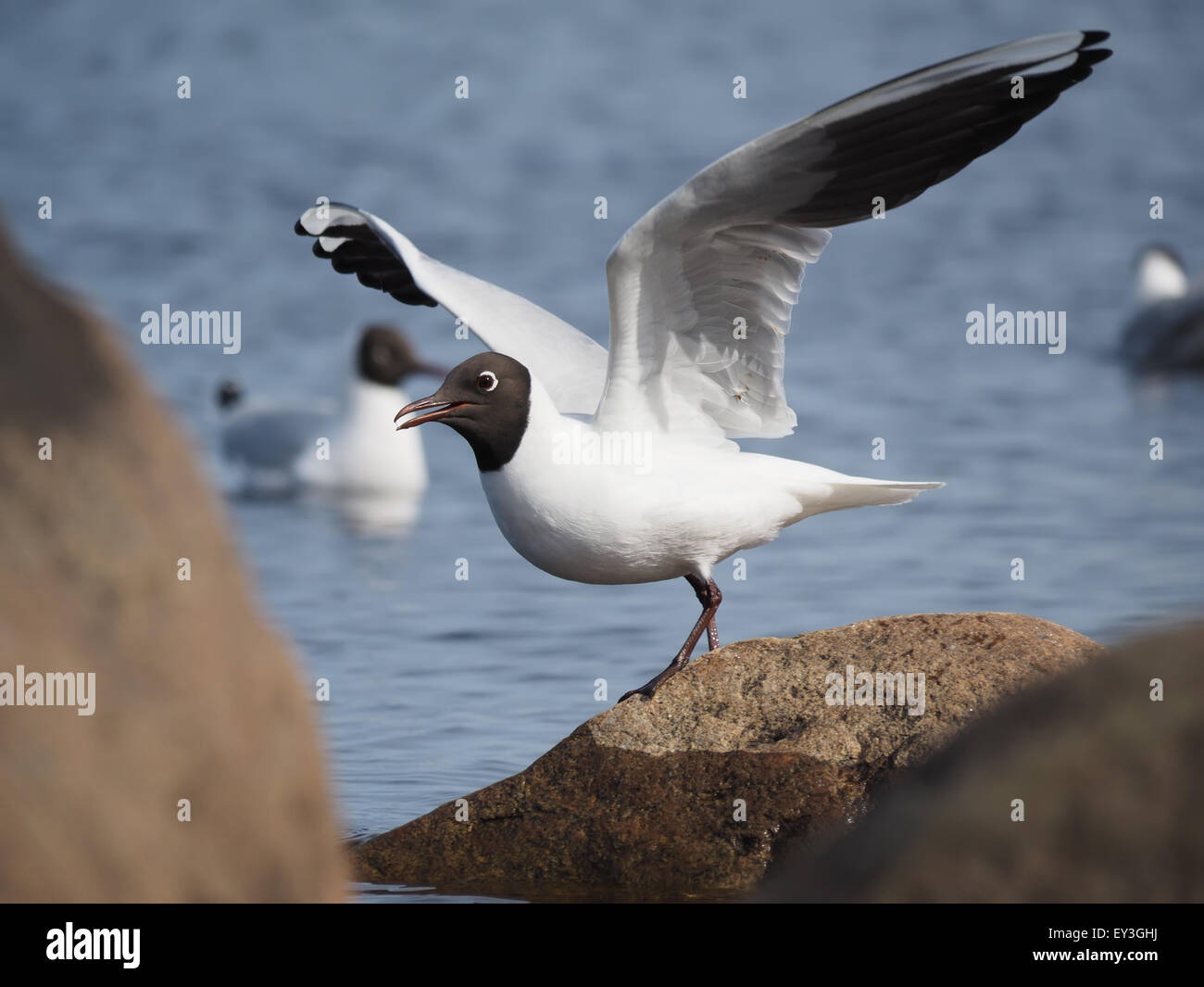 Gull on the lake Stock Photo - Alamy