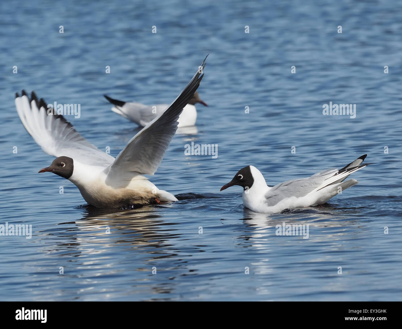 Gull on the lake Stock Photo - Alamy