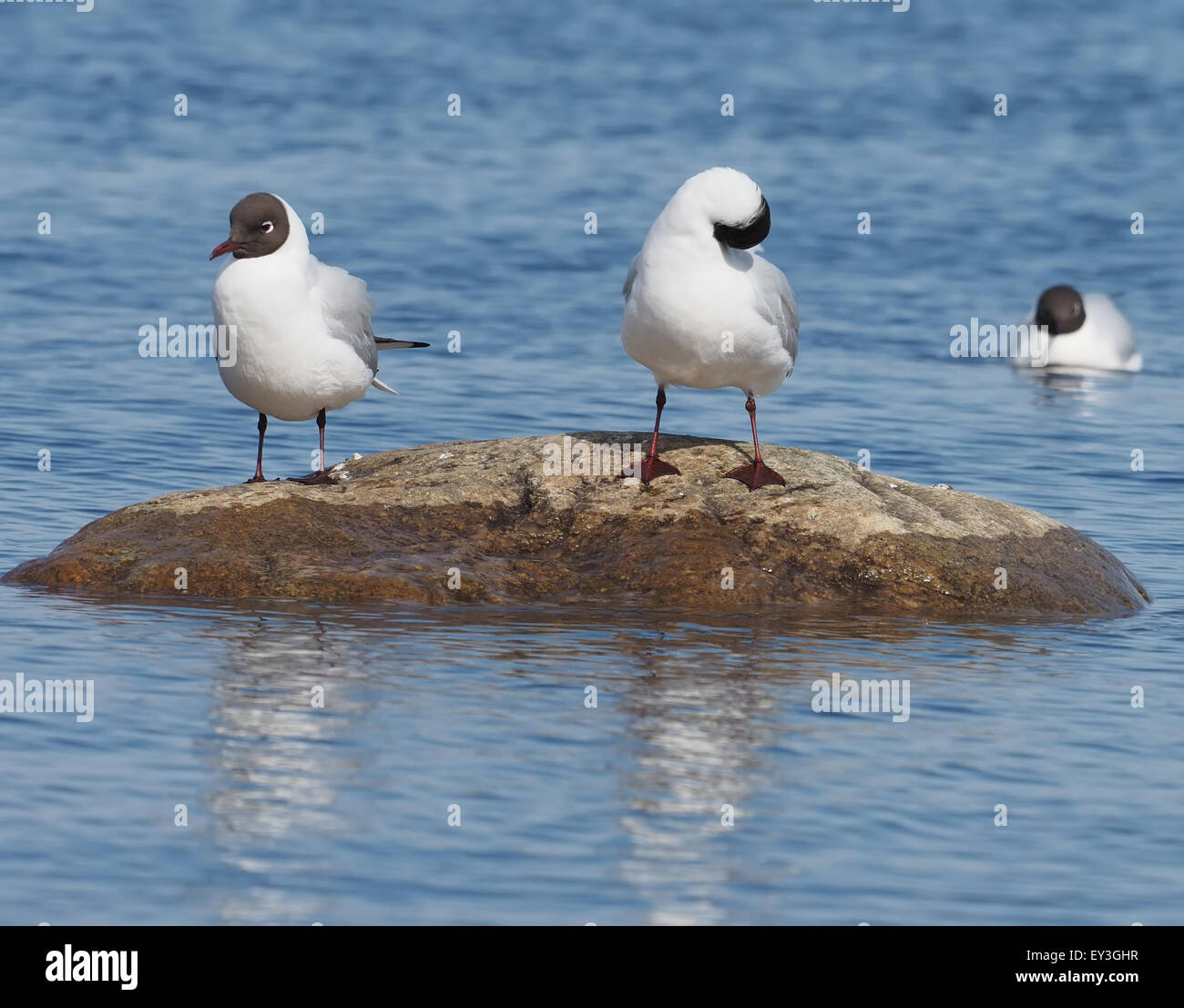 Call lake provincial park hi-res stock photography and images - Alamy