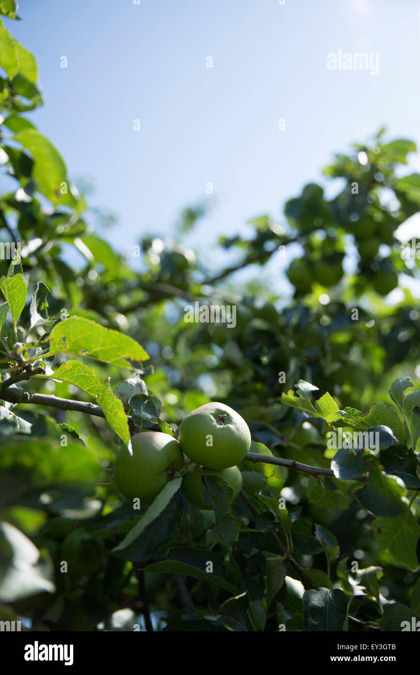 English cooking apples Stock Photo - Alamy