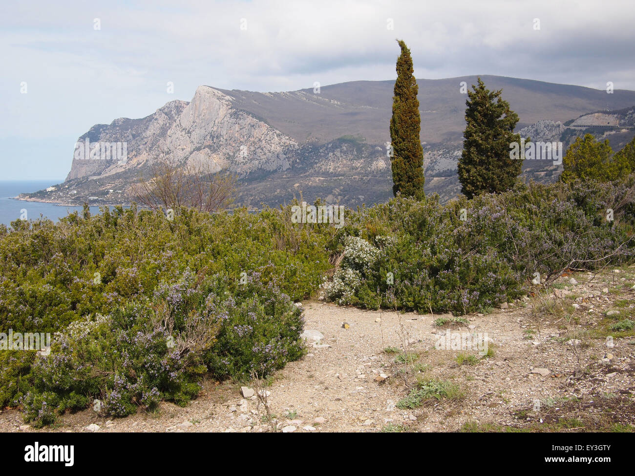 Trees in the Crimean mountains Stock Photo - Alamy