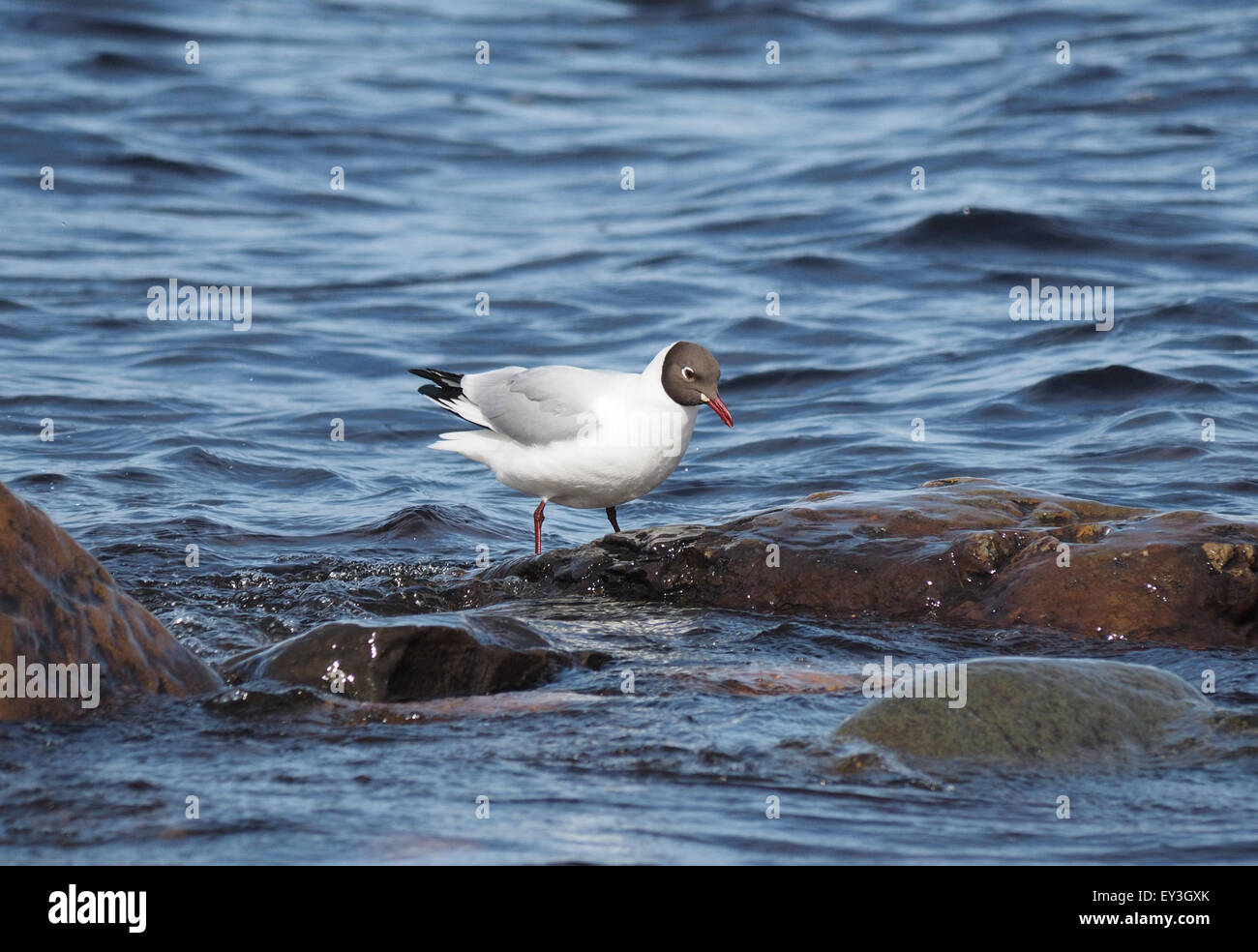 Gull on the lake Stock Photo - Alamy
