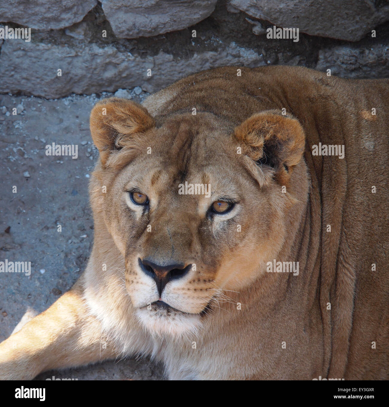 Magnificent lioness hi-res stock photography and images - Alamy