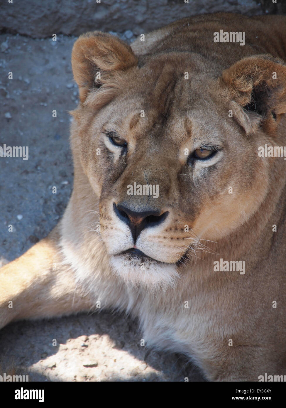 Magnificent lioness hi-res stock photography and images - Alamy