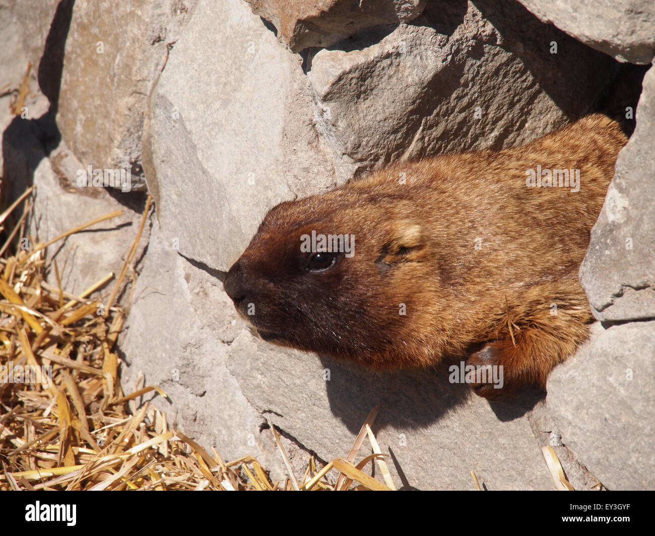 Marmot eyes hi-res stock photography and images - Alamy