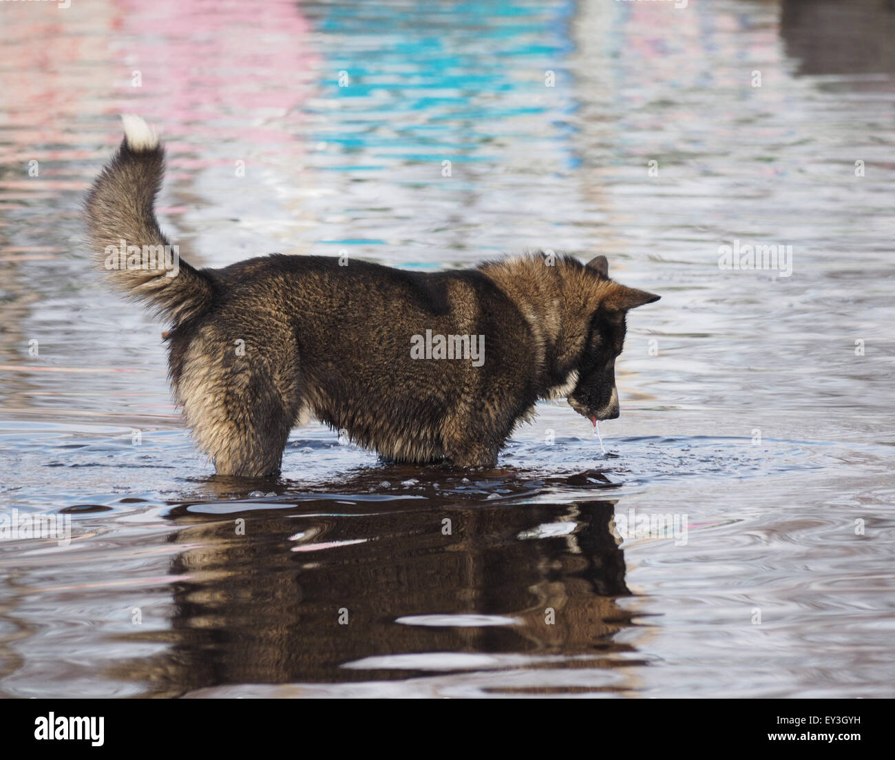 dog runs on water Stock Photo - Alamy
