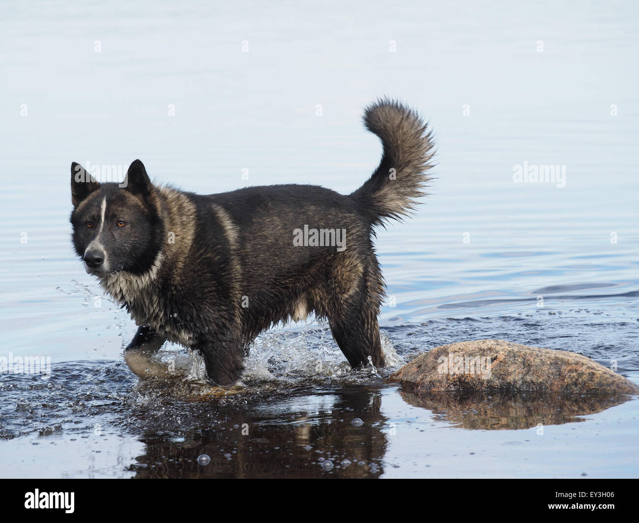 dog runs on water Stock Photo - Alamy