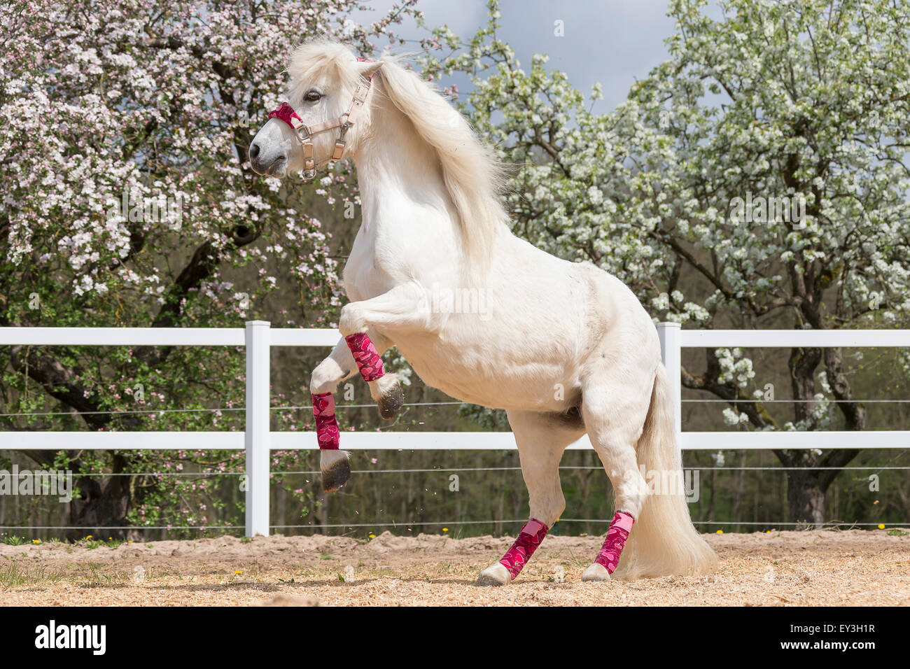 Shetland Pony. Grey mare rearing on command. Germany Stock Photo - Alamy