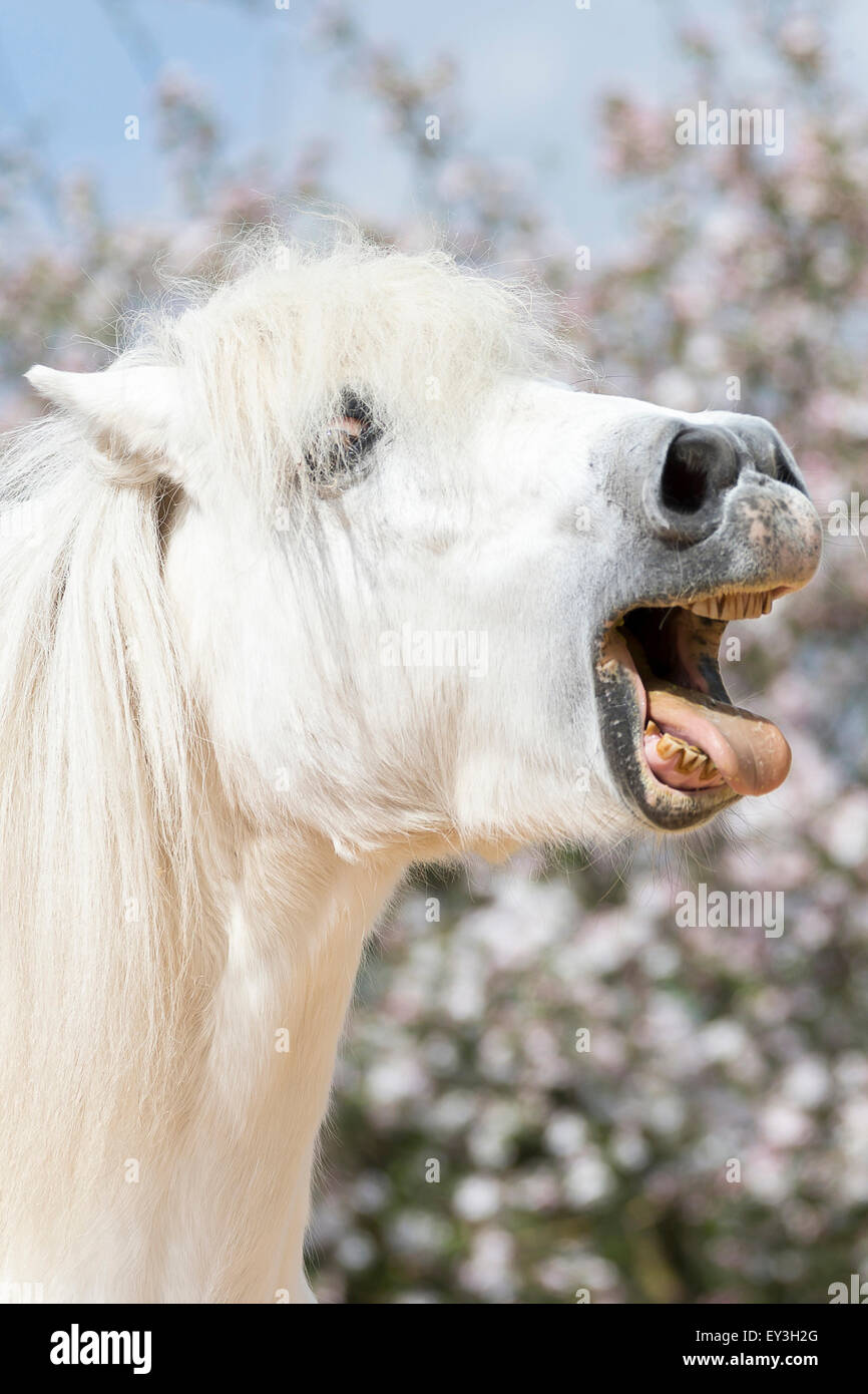 Shetland Pony. Grey mare yawning, portrait. Germany Stock Photo - Alamy