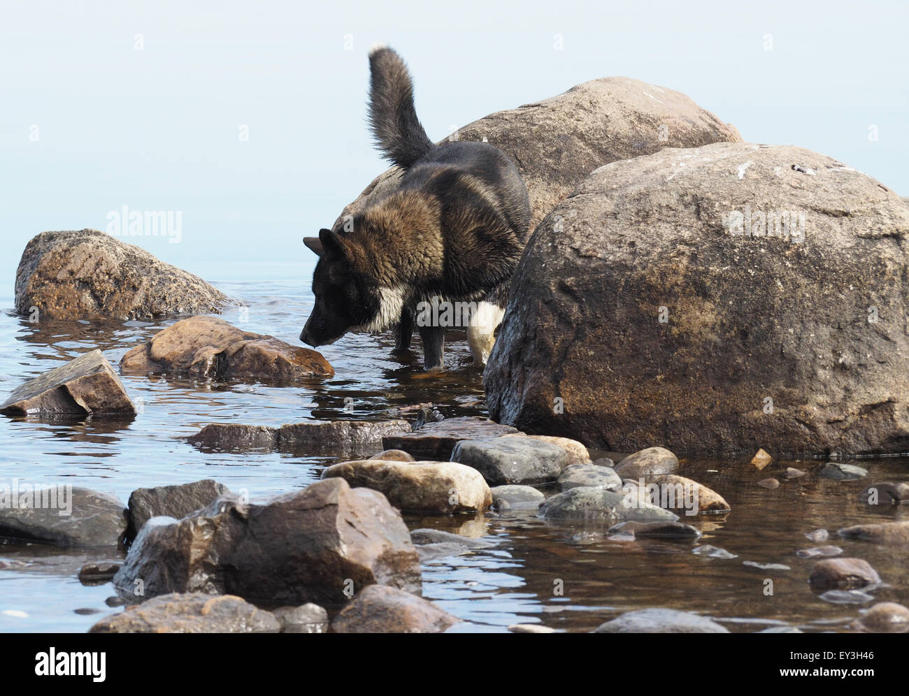 dog runs on water Stock Photo - Alamy