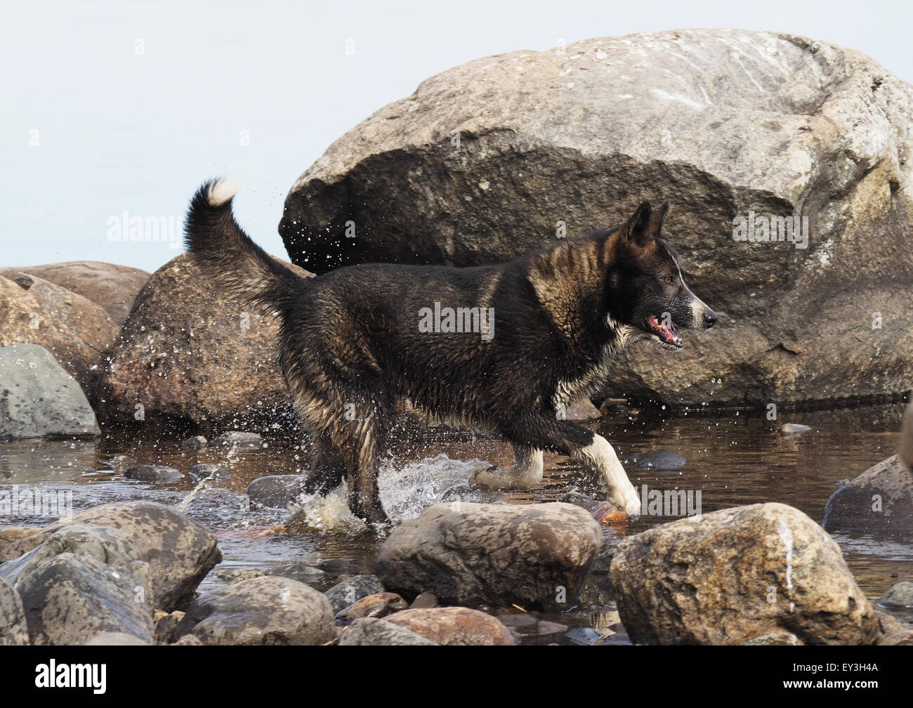 dog runs on water Stock Photo - Alamy