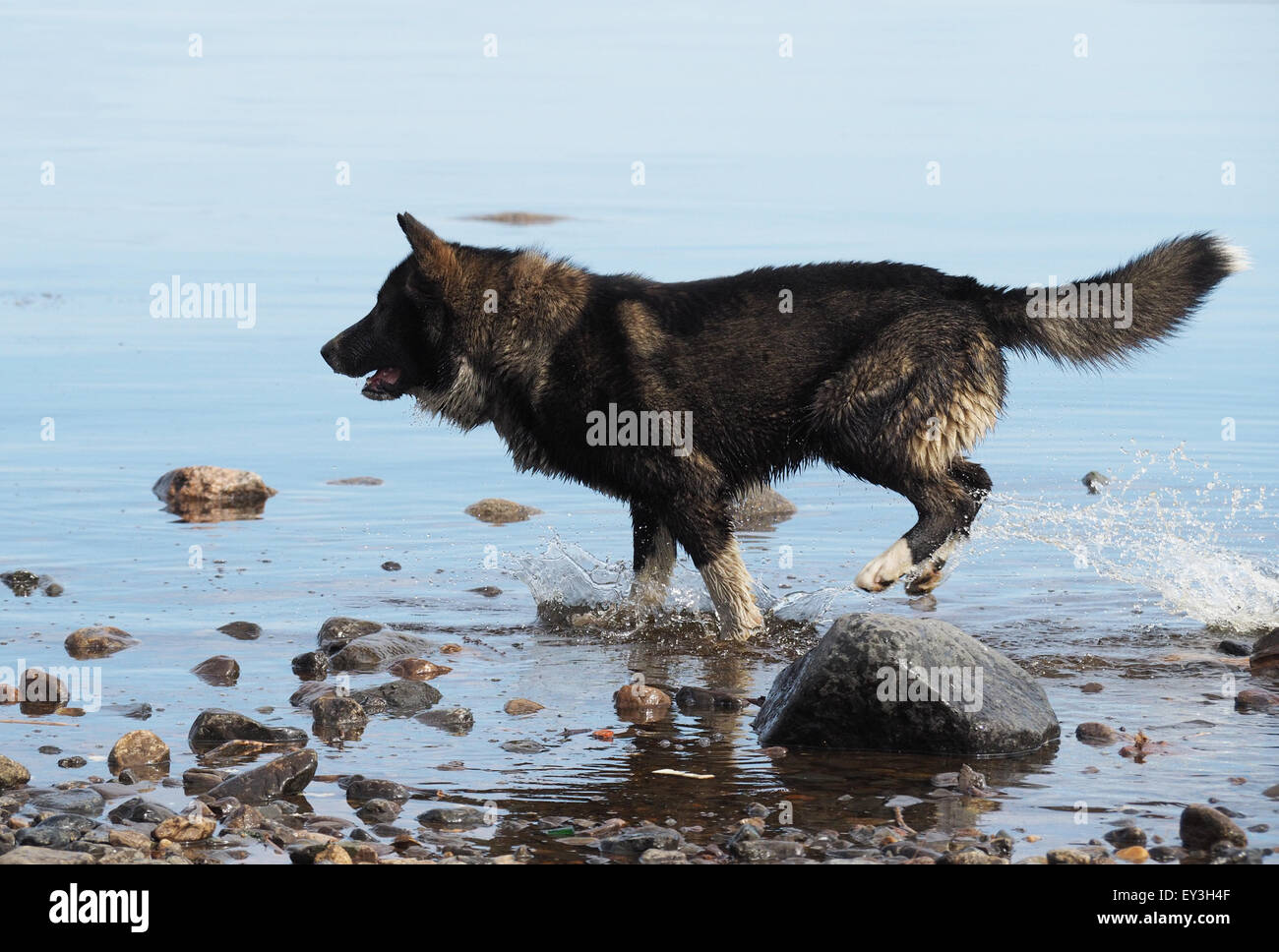 dog runs on water Stock Photo - Alamy