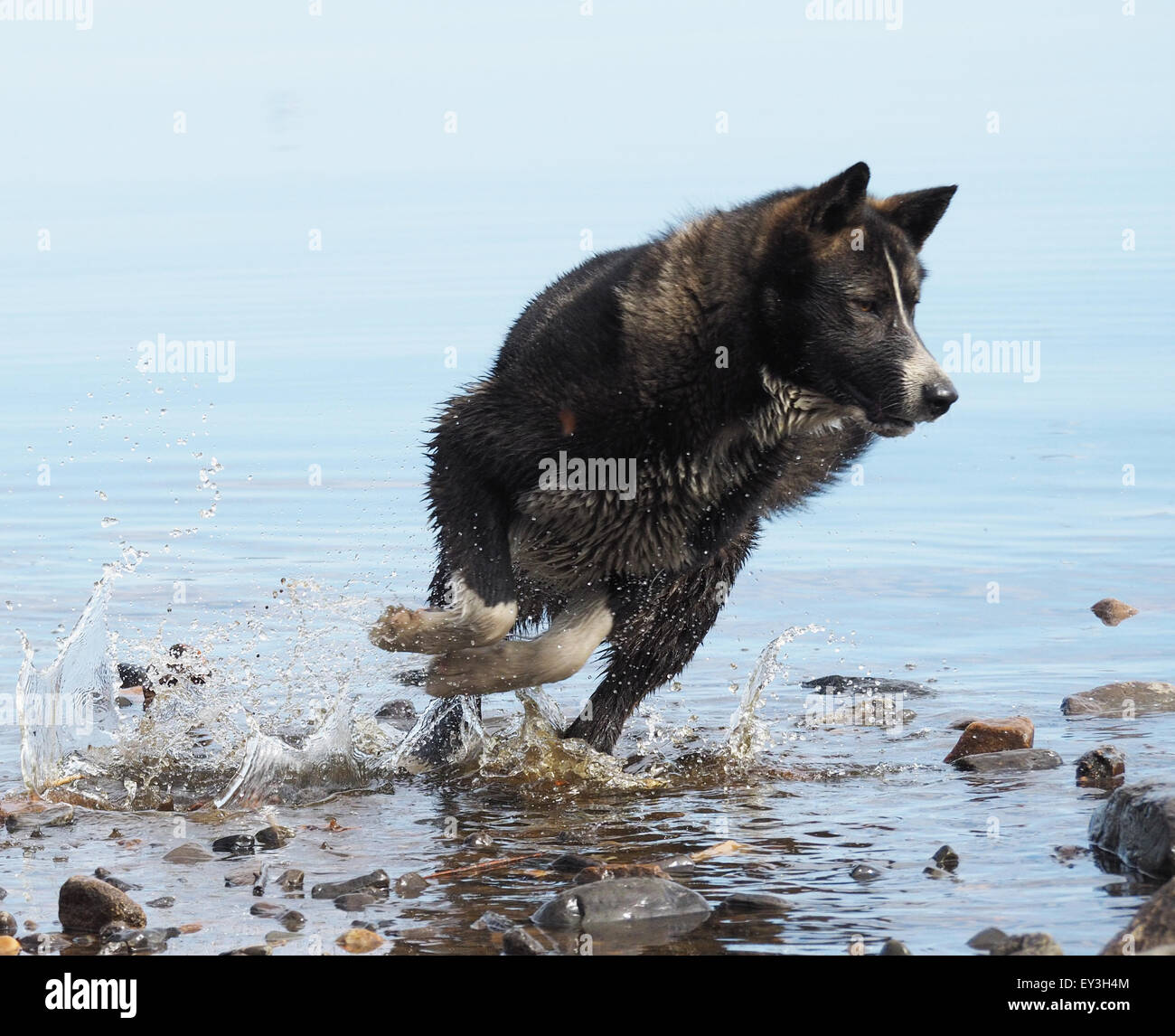 dog runs on water Stock Photo - Alamy