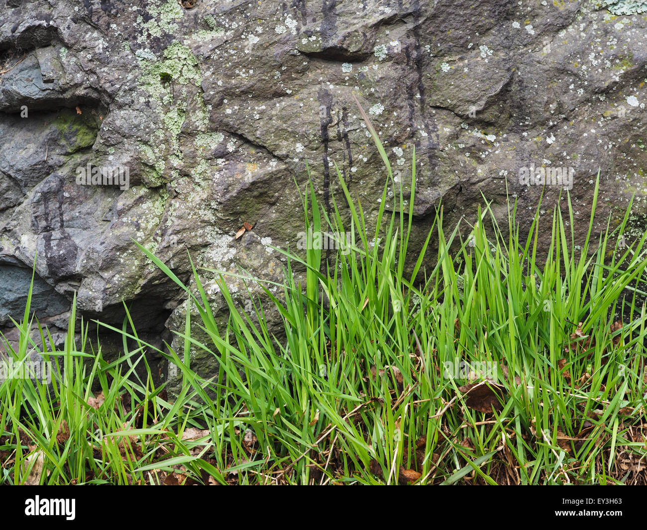 grass and stone Stock Photo - Alamy