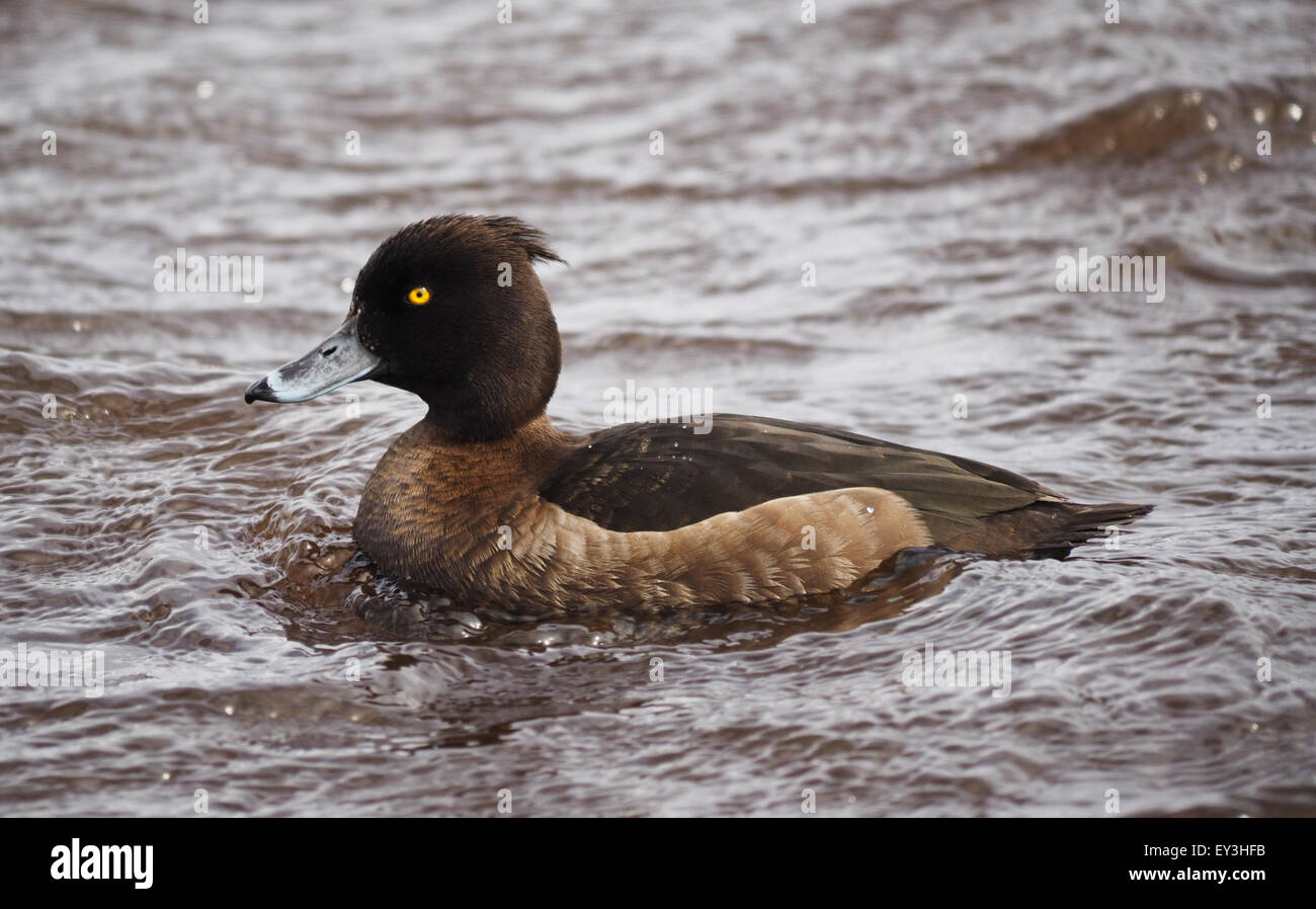 Tufted duck, Aythya fuligula Stock Photo - Alamy