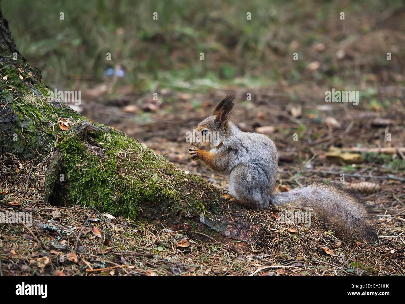 squirrel in the forest Stock Photo - Alamy
