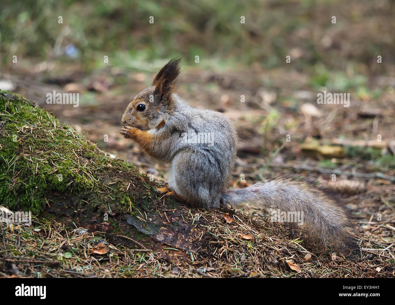 squirrel in the forest Stock Photo - Alamy