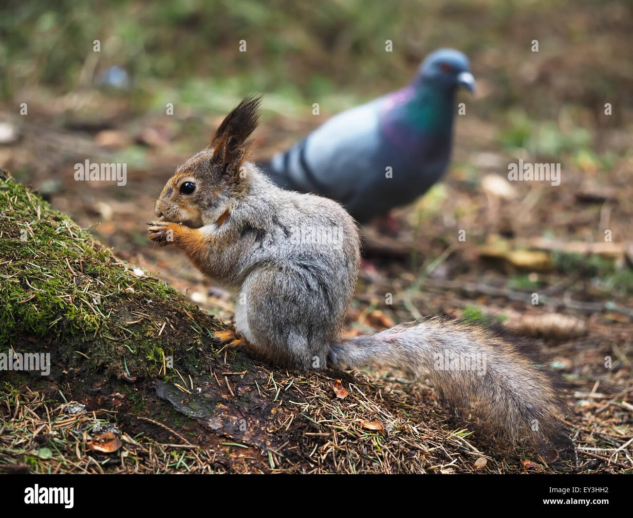 squirrel in the forest Stock Photo - Alamy