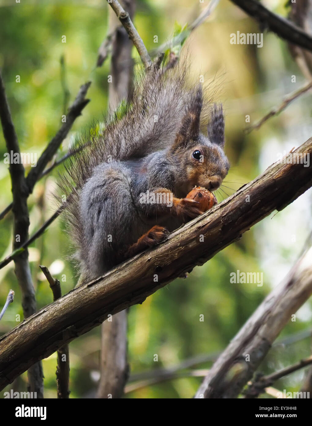squirrel in the forest Stock Photo - Alamy