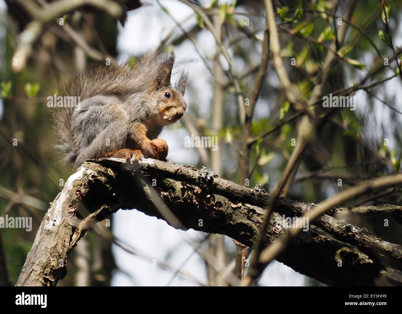 squirrel in the forest Stock Photo - Alamy