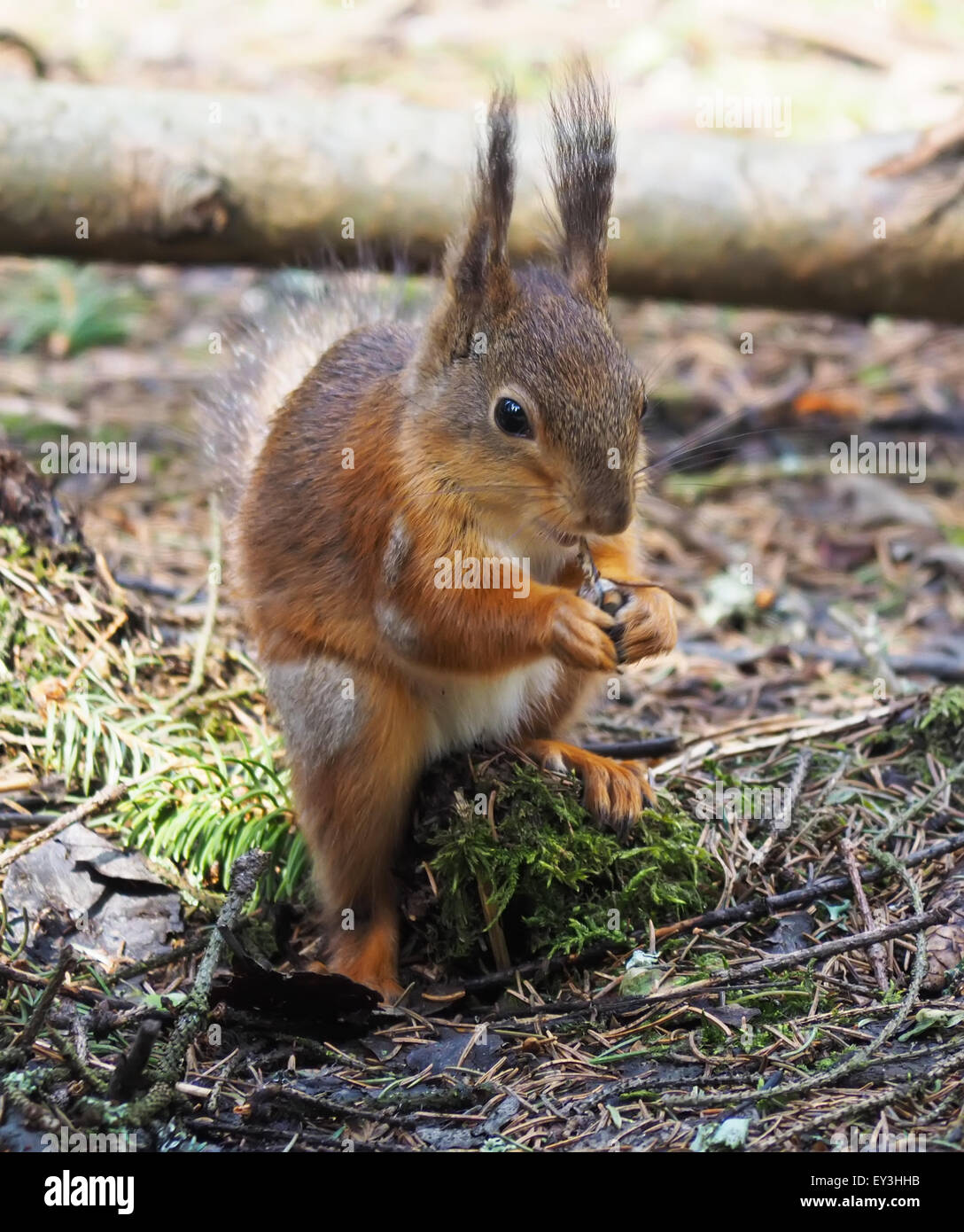 squirrel in the forest Stock Photo - Alamy