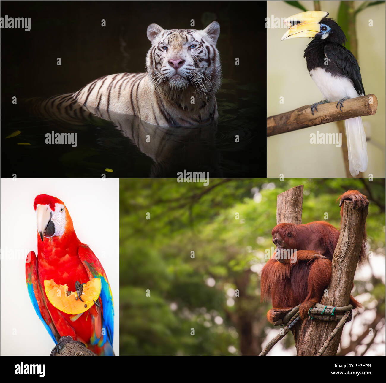 Group of different wild animal of Asia Stock Photo - Alamy