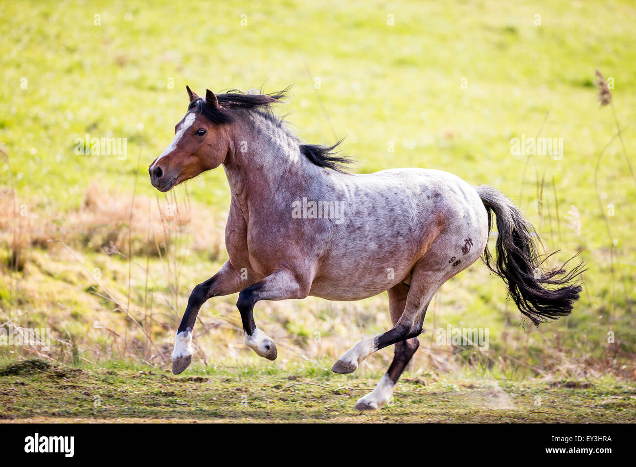 Welsh Mountain Pony. Strawberry roan mare galloping on a pasture ...