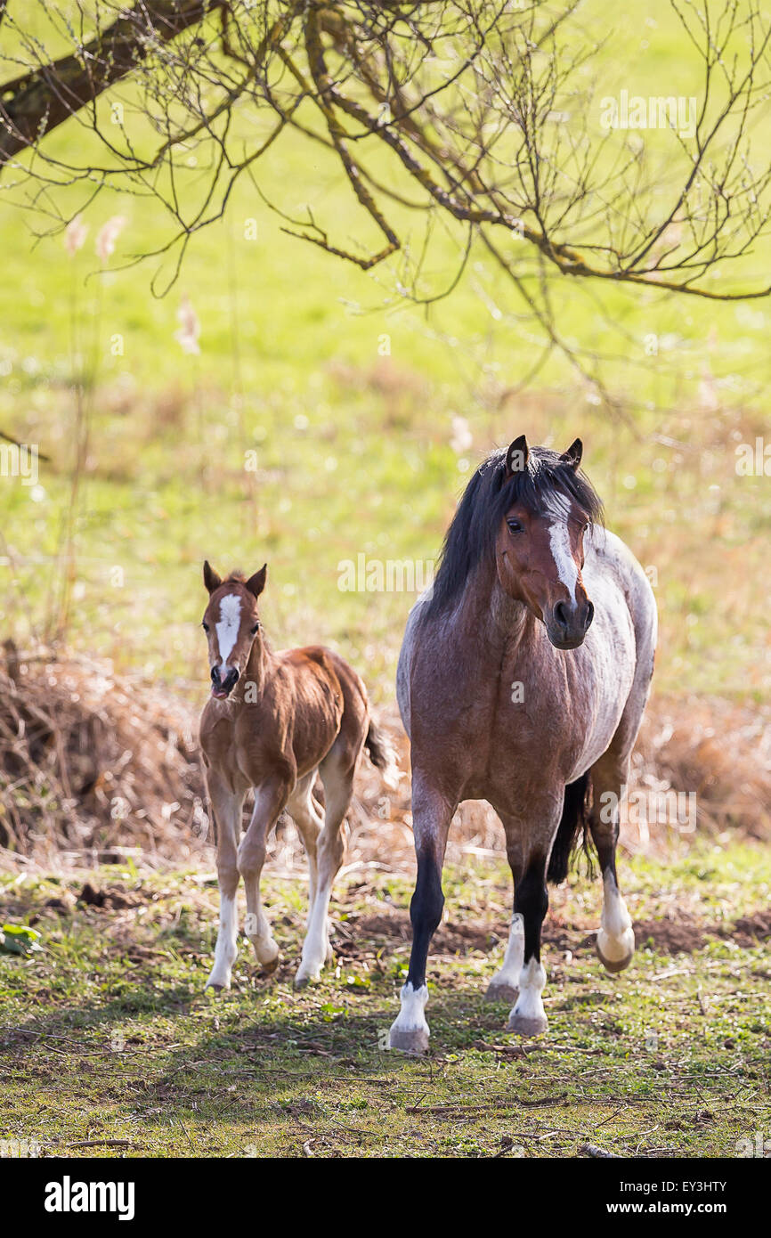 Welsh Mountain Pony. Strawberry roan mare with chestnut foal standing ...