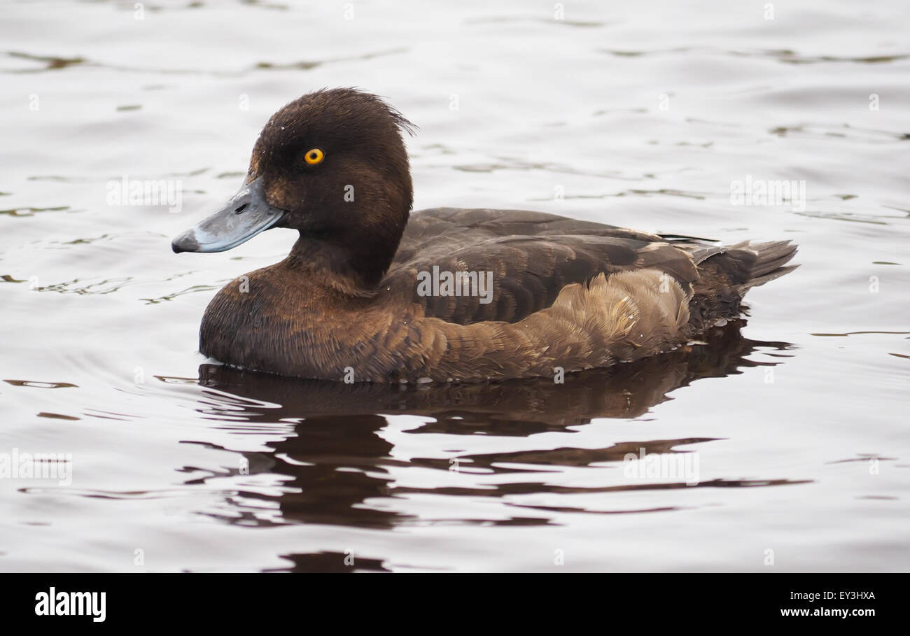 Tufted duck, Aythya fuligula Stock Photo - Alamy