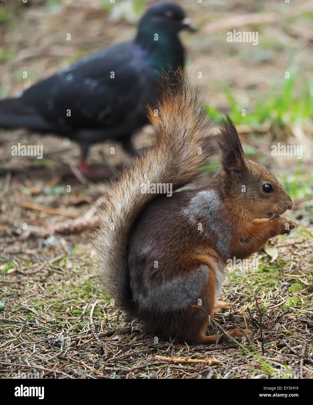 squirrel in the forest Stock Photo - Alamy