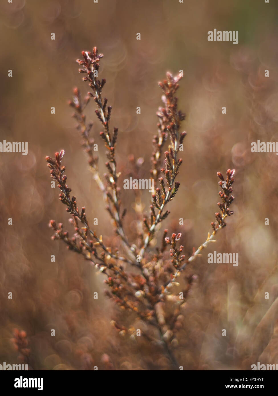 heather in the forest Stock Photo - Alamy