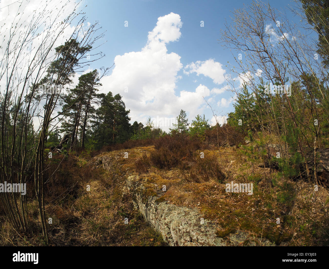 Pinewood island hi-res stock photography and images - Alamy