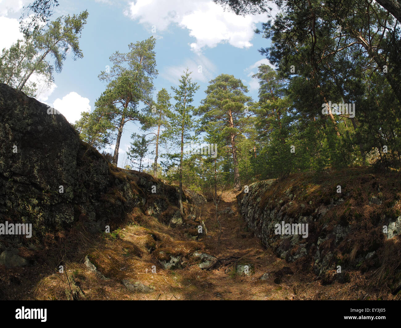 Pinewood cove hi-res stock photography and images - Alamy