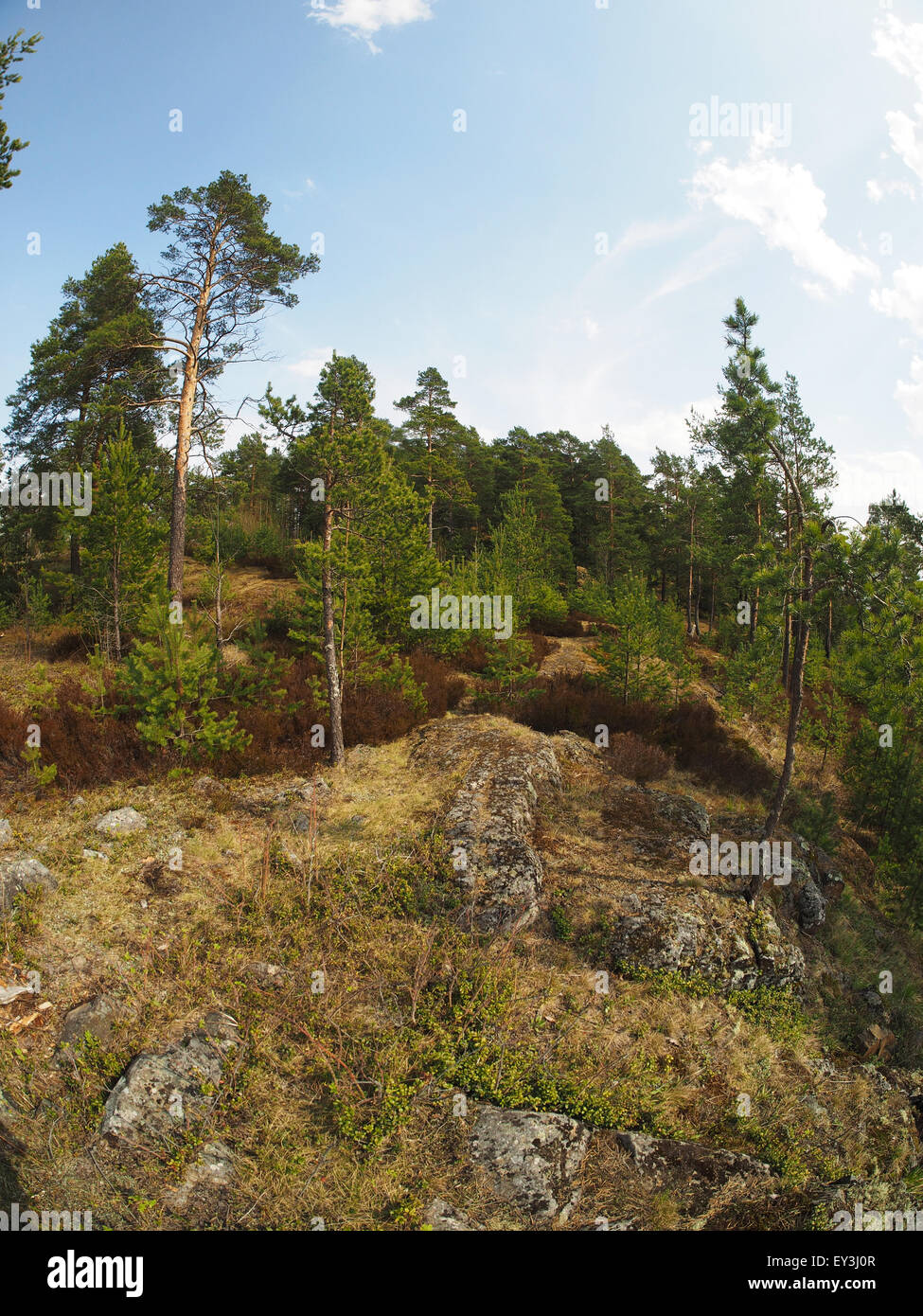 Pinewood cove hi-res stock photography and images - Alamy