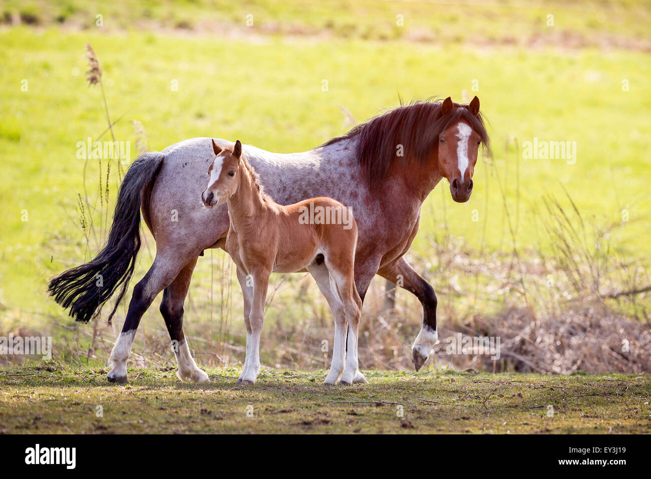 Welsh Mountain Pony. Strawberry roan mare with chestnut foal standing ...