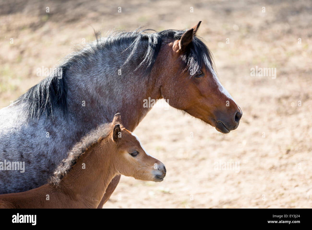 Strawberry Roan Horse Jumping