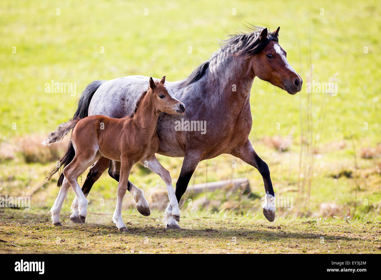 Welsh Mountain Pony. Strawberry roan mare with chestnut foal trotting ...